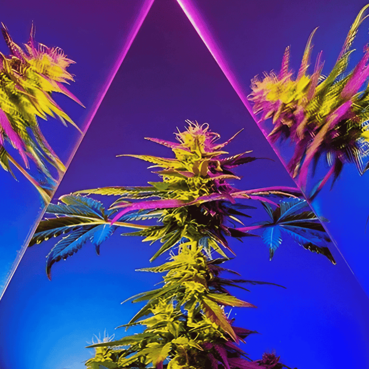Understanding the Different Colors of Cannabis: What Do They Mean ...